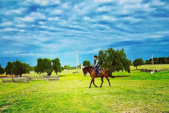 Wine Tasting Experience in the Apulian Countryside - Customer Feedback and Highlights