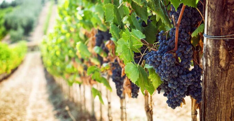 Wine Tasting Experience In The Vesuvius Wineries - What You Can Expect from the Tour