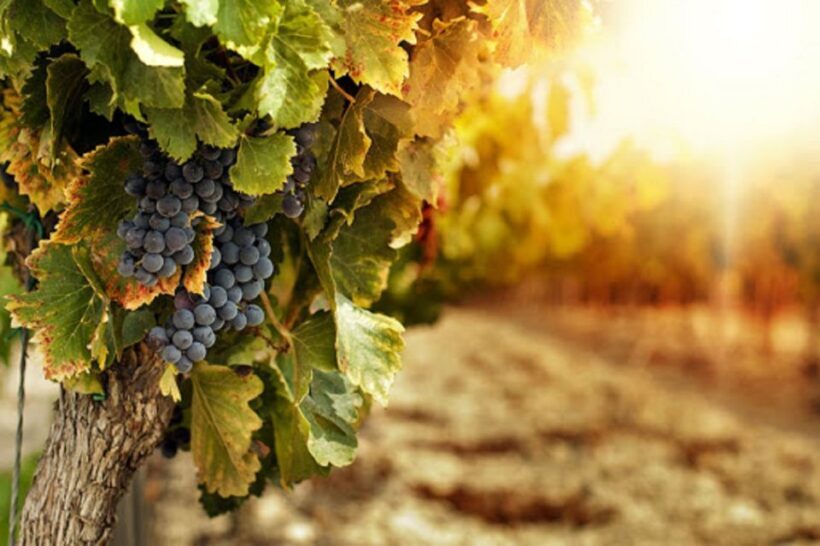 Wine Tasting Experience on the slopes of Vesuvius - Final Thoughts