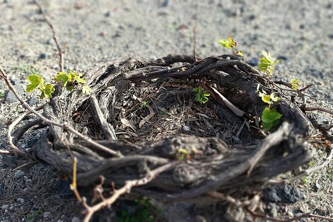 Wine Tasting & Highligh Experience in Santorini - FAQ