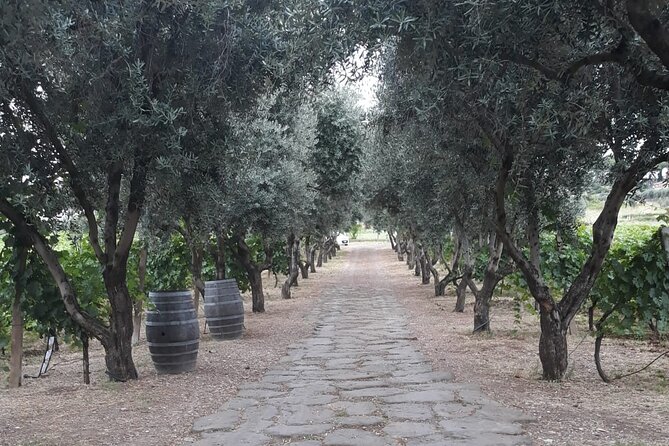 Wine Tasting in Frascati From Rome - Getting to Frascati