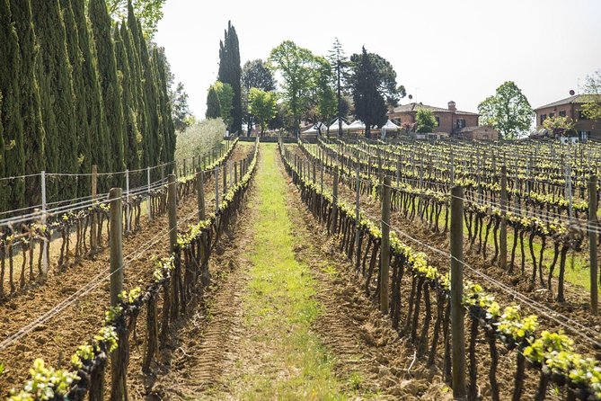 Wine tasting in Montepulciano and visit to Pienza, in Tuscany from Rome - Key Points