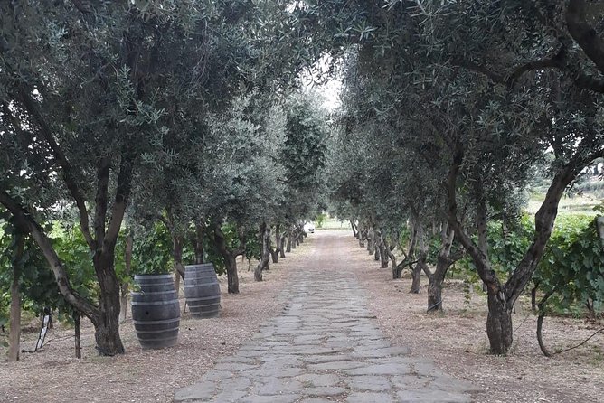 Wine tasting in Roman Countryside: 3-hour tour from Rome - Who Will Love This Tour?