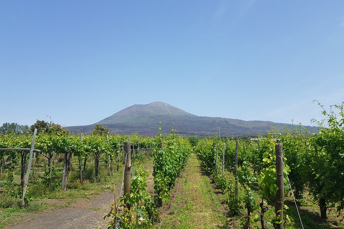 Wine tasting in the Vesuvius National Park - The Sum Up: Who Will Love This?