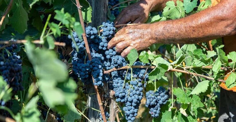 Wine Tasting in Winery from Naples - Key Points