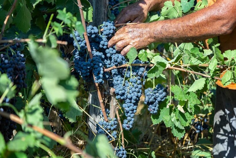 Wine Tasting in Winery from Naples - An Authentic Slice of Campanias Wine Scene