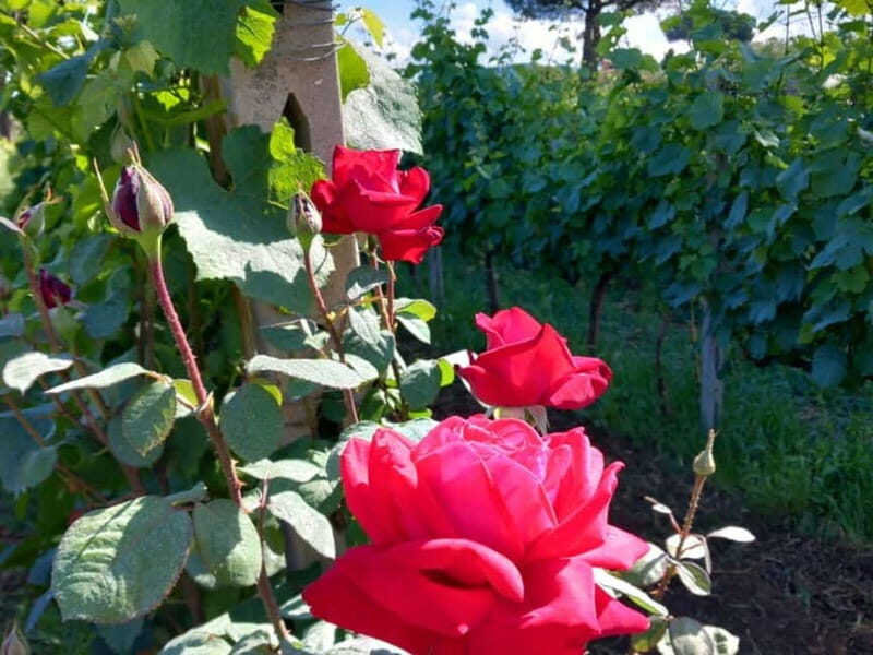 Wine Tasting & Medieval Town Visit at Castelli Romani - An In-Depth Look at the Experience