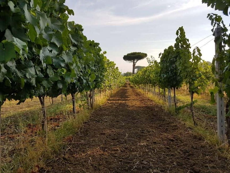 Wine Tasting & Medieval Town Visit at Castelli Romani - Final Thoughts