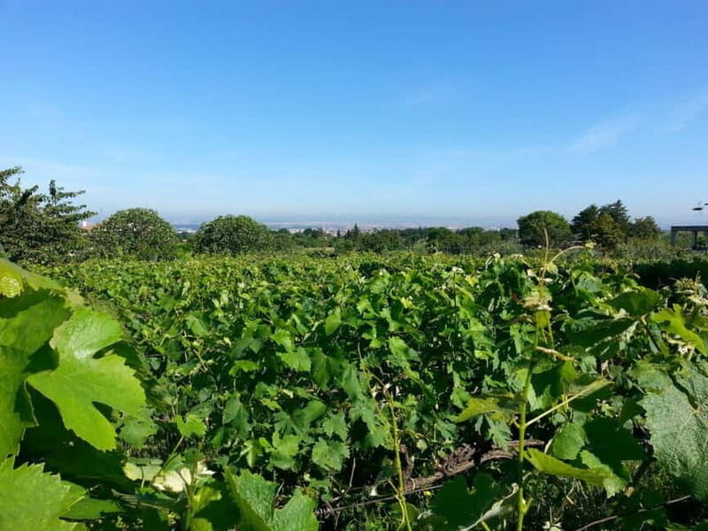 Wine Tasting & Medieval Town Visit at Castelli Romani - FAQ