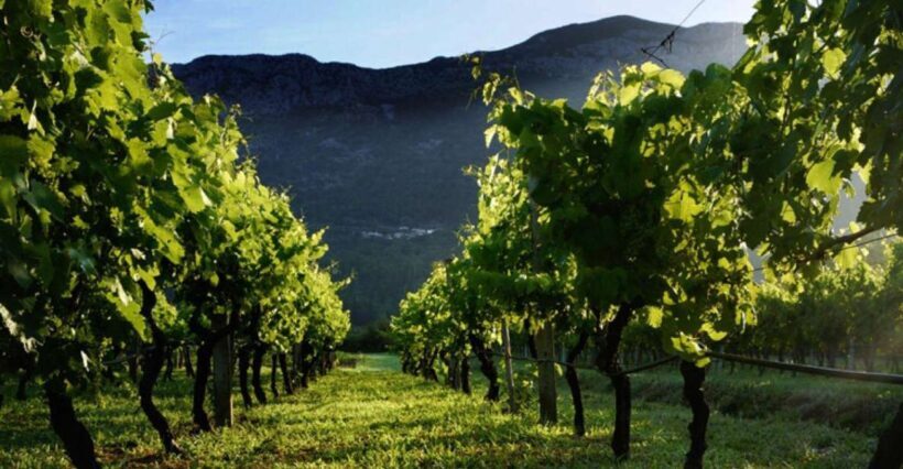 Wine tasting on Peninsula Peljeac wine tour from Dubrovnik - Who Should Consider This Tour?