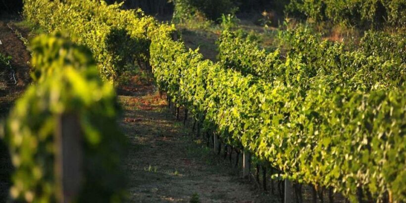 Wine tasting on Peninsula Peljeac wine tour from Dubrovnik - Final Thoughts