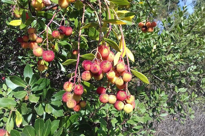 Wine Tasting & Tapas 4x4 Tours - The Bottom Line: Who Should Consider This Tour?