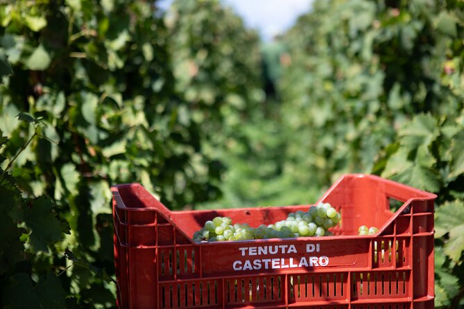 Wine tasting THE CLASSICS - Analyzing the Value