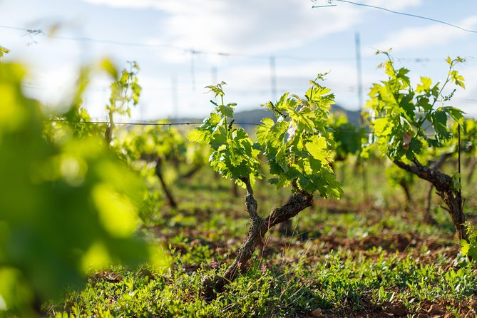 Wine Tasting Tour - Why This Tour Works