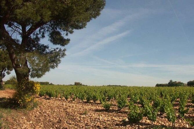 Wine Tasting Tour at Châteauneuf du Pape - Authentic Experiences Based on Reviews