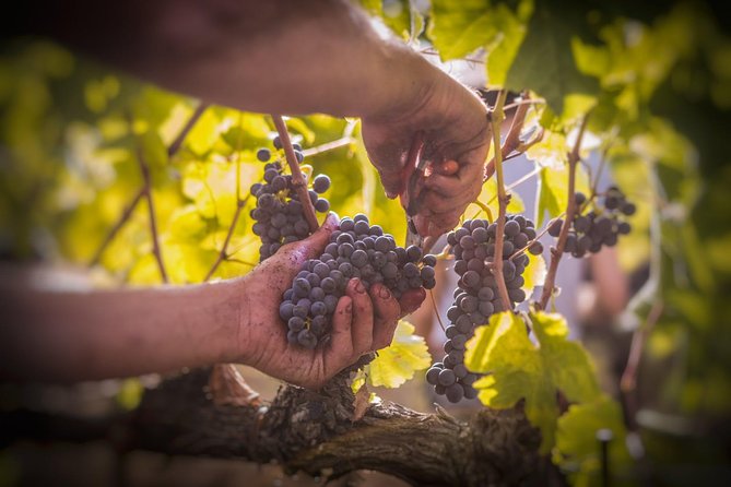 Wine Tasting & Tour Premium - What to Expect From the Tour