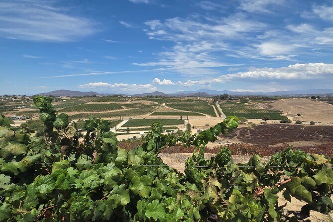 Wine tasting Tour to Temecula from San Diego (Private) - Why This Tour Offers Good Value