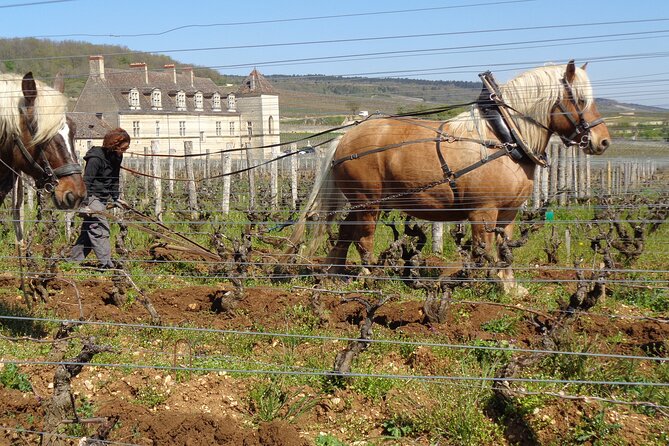 "Wine tasting tours in Burgundy" - Final Thoughts