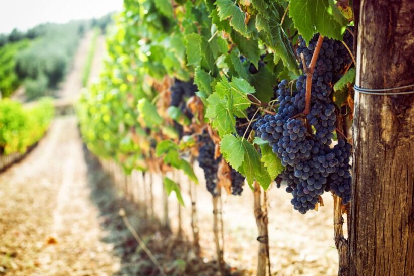 Wine Tasting + Vesuvio All Inclusive - An In-Depth Look at the Experience