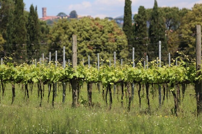 Wine tour and lunch in Lucca area - Who Will Benefit Most?