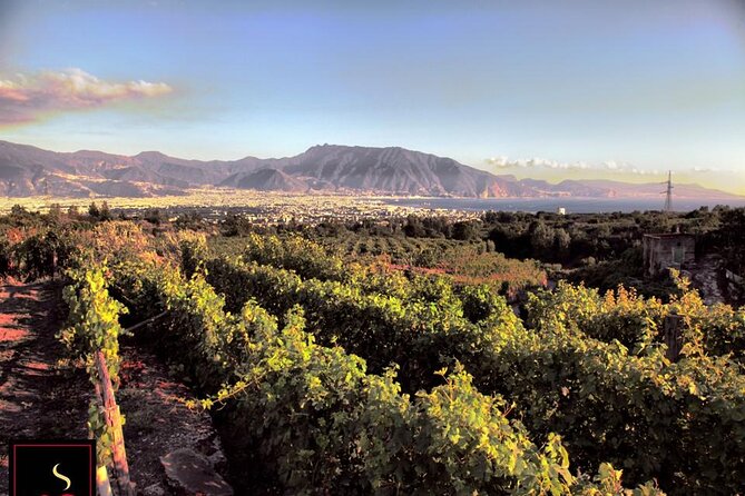 Wine Tour and Lunch With Winetasting and Vineyard Visit - Inclusions