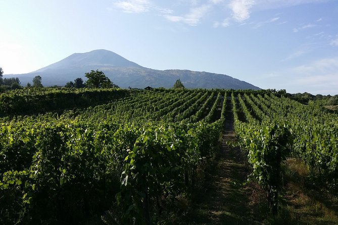 Wine Tour and Lunch With Winetasting and Vineyard Visit - Preparing for the Tour