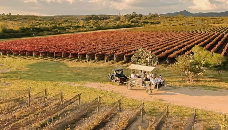 Wine tour and tasting at Vinícola Tierra de Luz - Behind the Scenes of Wine Production