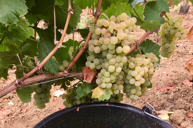 Wine Tour and Tasting in Burgundy - Private Transportation and Accessibility