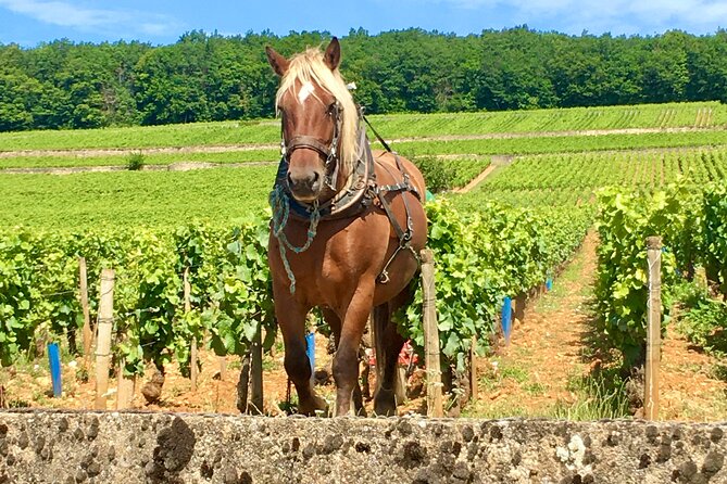 Wine Tour and Tasting in Burgundy - Meet the Guide: Alexia Papin
