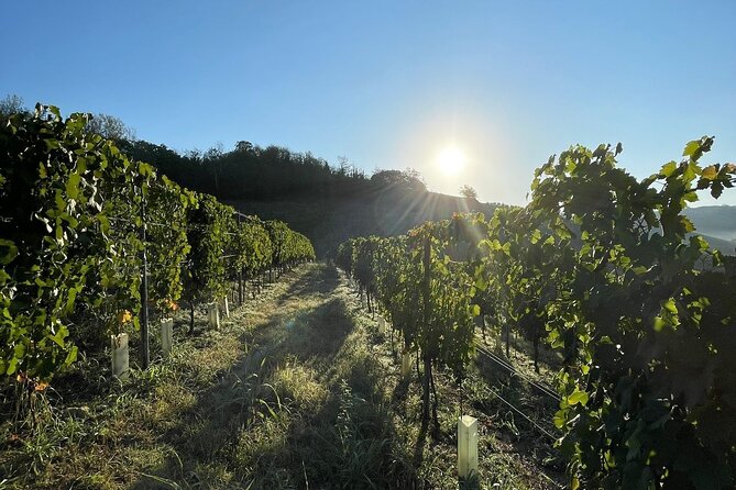 Wine Tour and tasting in the Monferrato - Premium - Discovering the Charm of the Monferrato Wine Tour and Tasting