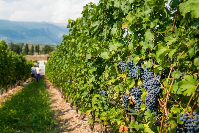 Wine Tour and Tasting on Garda Hills - The Sum Up: A Genuine Taste of Veneto in Just a Few Hours