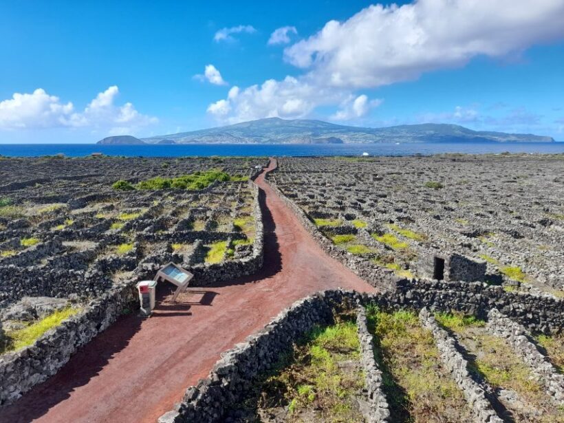 Wine Tour and Tasting with a local Winemaker at Pico Island - The Experience of Tasting Picos Wines