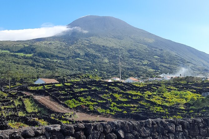 Wine tour and Tasting with a local Winemaker at Pico Island - Authenticity and Unique Insights