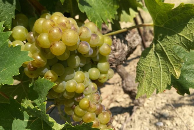 Wine Tour Bandol & Cassis from Marseille - Afternoon in Cassis: Wine and Waterfront Strolls