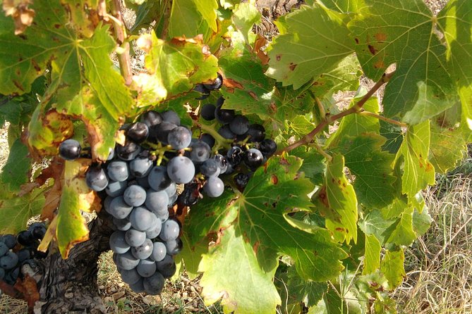 Wine Tour Bandol & Cassis from Marseille - Who Will Love This Tour?