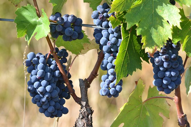 Wine Tour Experience - Overview of the Tour Experience