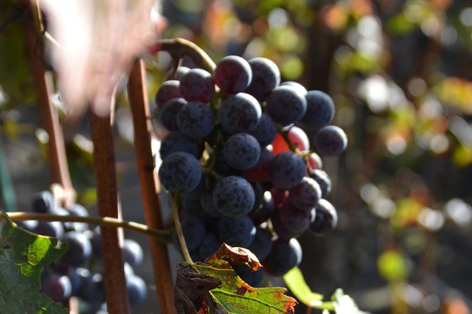 Wine Tour Experience for Family or Friends Group - The Unique Wine Tasting Experience at Mt. Vesuvius