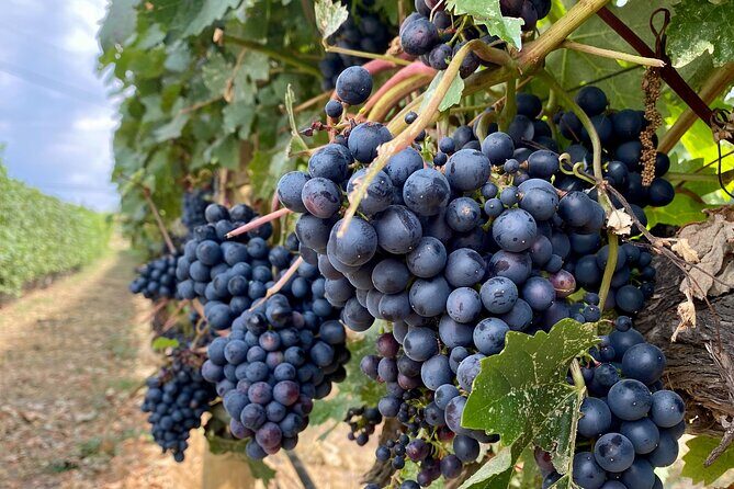 Wine Tour Experience In Lake Country 5 Wineries - Who Will Love This Tour?