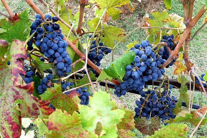 Wine tour in Chianti and visit of San Gimignano for small groups - FAQ