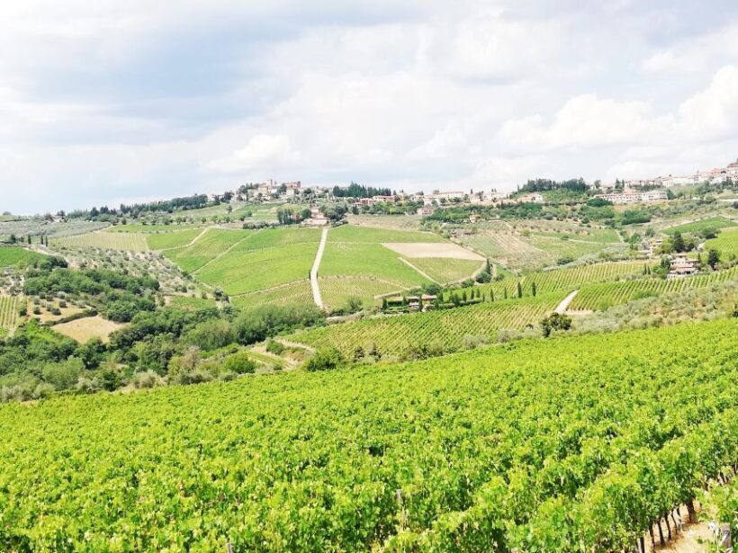 Wine Tour in Open Top Van - What Makes This Tour Special?