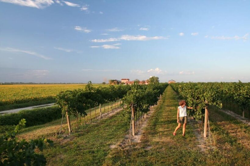 Wine Tour in the Hemingway lands close to Caorle Lagoon - Final Thoughts
