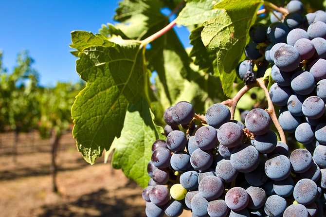 Wine Tour + Pompeii - Deep Dive into the Itinerary