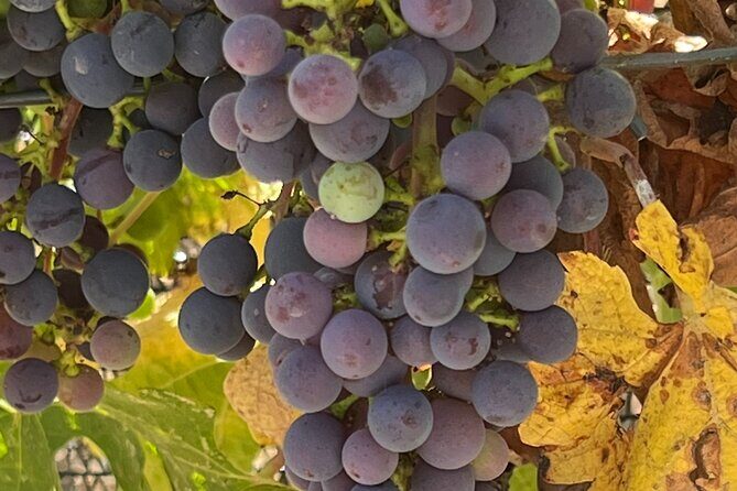 Wine Tour Pros - Wine Tour in Napa Valley: SUV For Up To 6 Guests - The Itinerary in Detail: What to Expect on Your Day