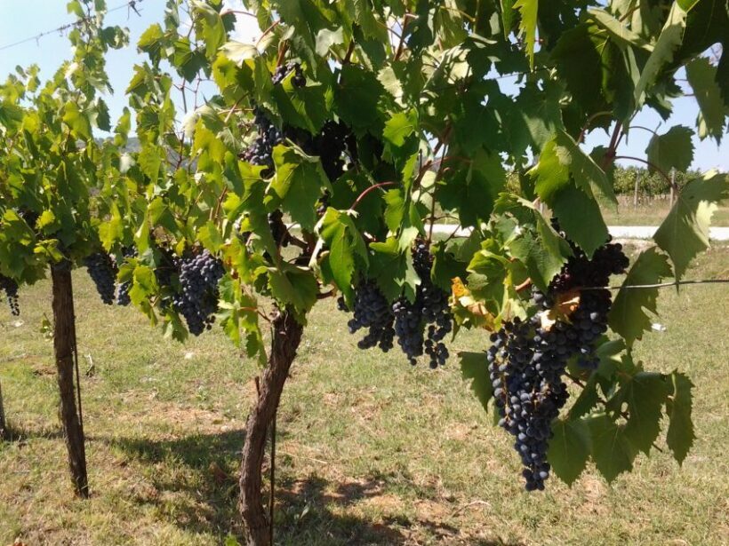 Wine Tour Spello in Tuk Tuk English +Spanish - Who This Tour Is Best For