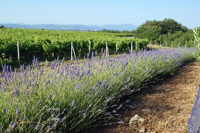 Wine Tour & Tasting (Herzegovina) - Introducing the Herzegovina Wine Tour & Tasting Experience