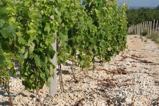 Wine Tour & Tasting (Herzegovina) - Authenticity, Guides, and Overall Experience