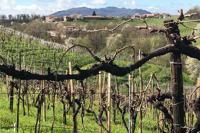 Wine Tour Whit Wine Tasting - Tour Accessibility and Participation