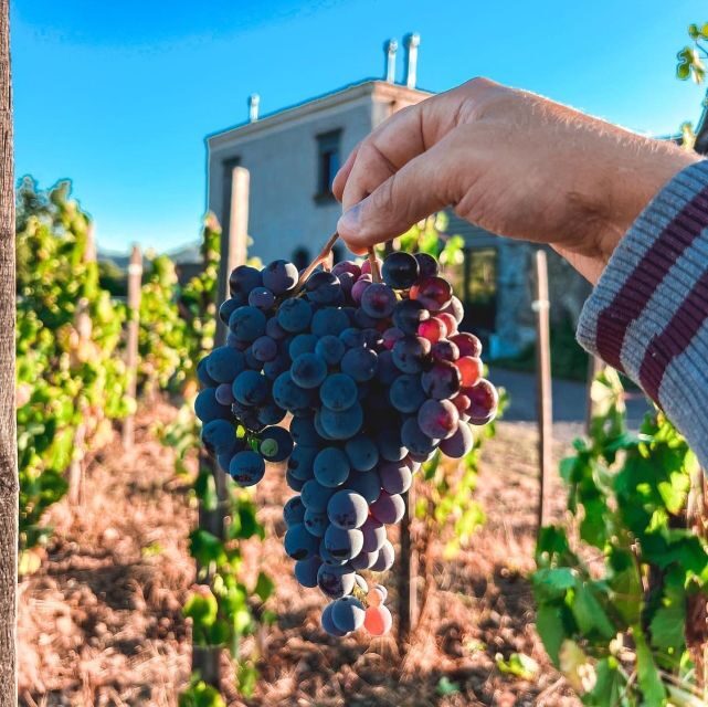 Wine tour with wine tasting - Who Will Love This Experience?
