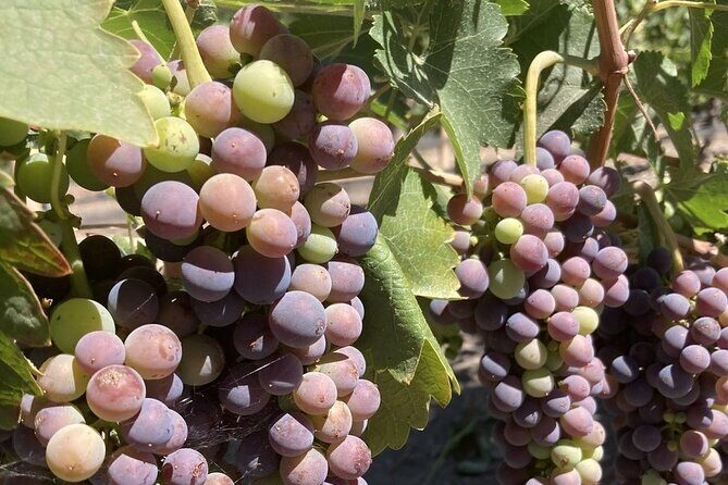 Wine Tours One - An Overview of What to Expect