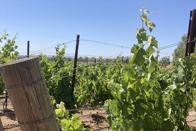 Wine Tours Three - An In-Depth Look at Wine Tours Three in Santa Barbara